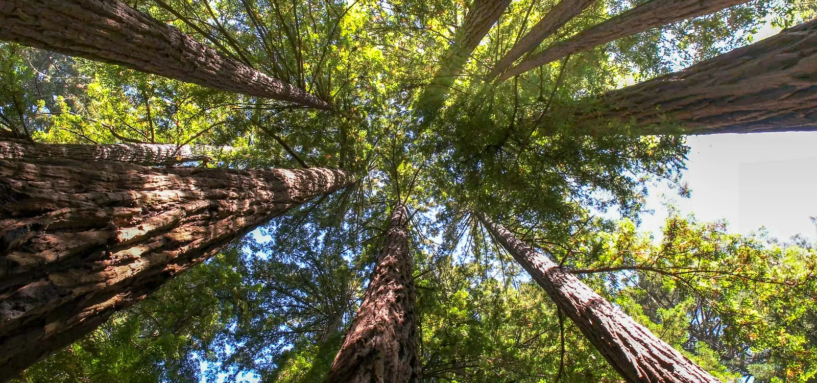 Expert Tree Care Services for Healthy, Beautiful Trees