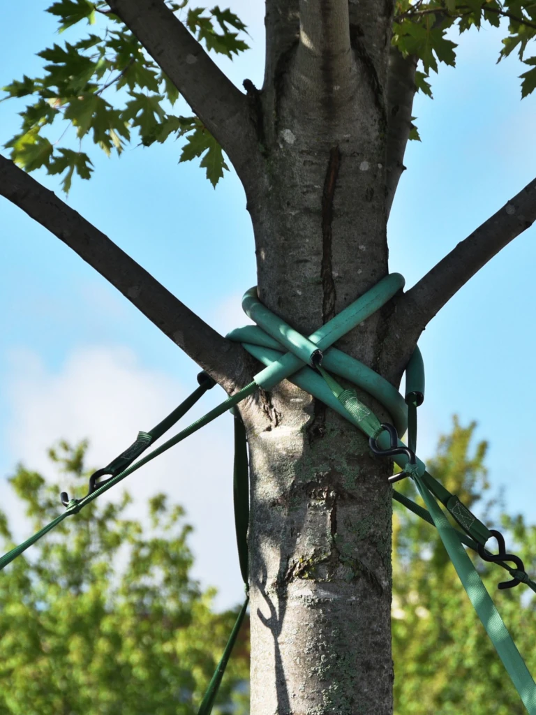Tree Cabling and Bracing Services by Bright Tree Service LLC
